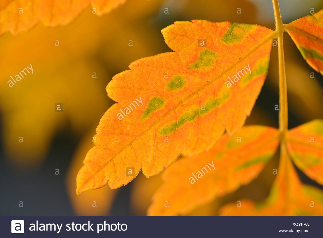 Koelreuteria Paniculata Sapindaceae High Resolution Stock Photography ...