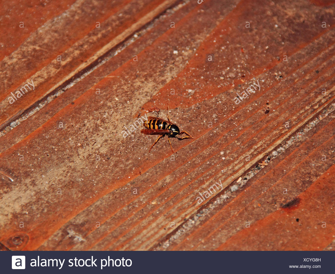 Killer Queen Queen High Resolution Stock Photography and Images - Alamy