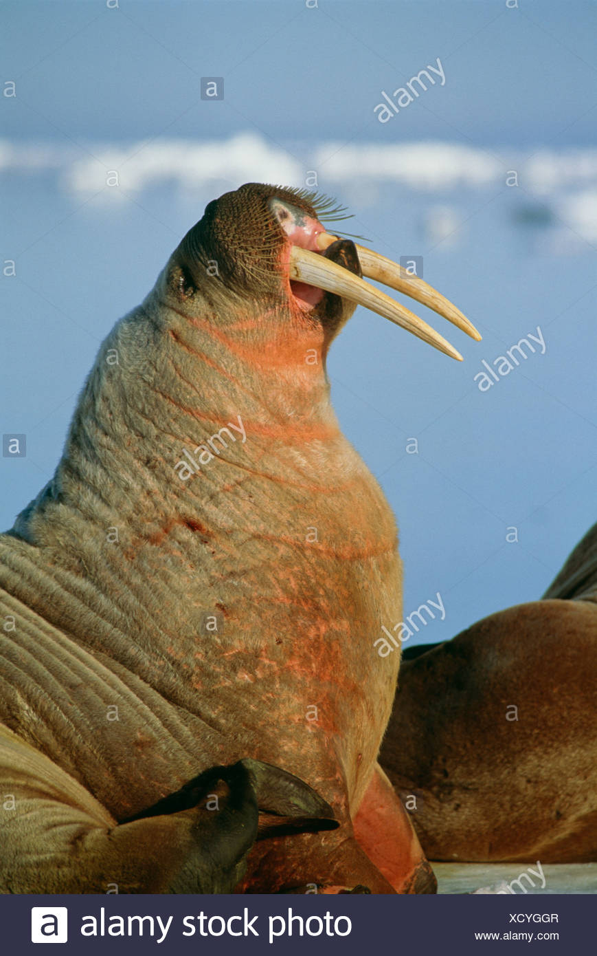A Walrus High Resolution Stock Photography and Images - Alamy