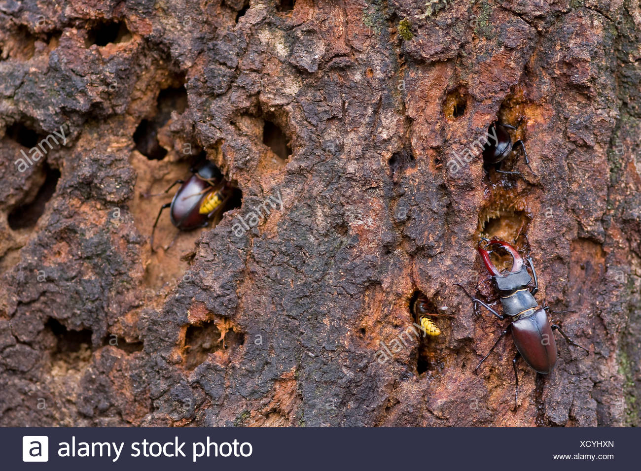 Oak Tree Flora And Fauna High Resolution Stock Photography and Images ...