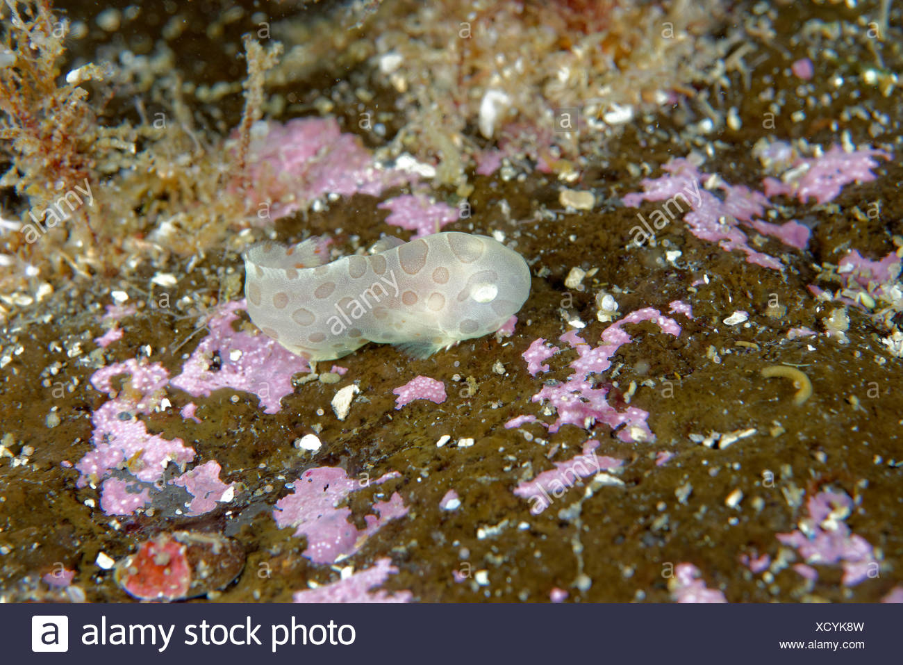 Liparidae Stock Photos & Liparidae Stock Images - Alamy