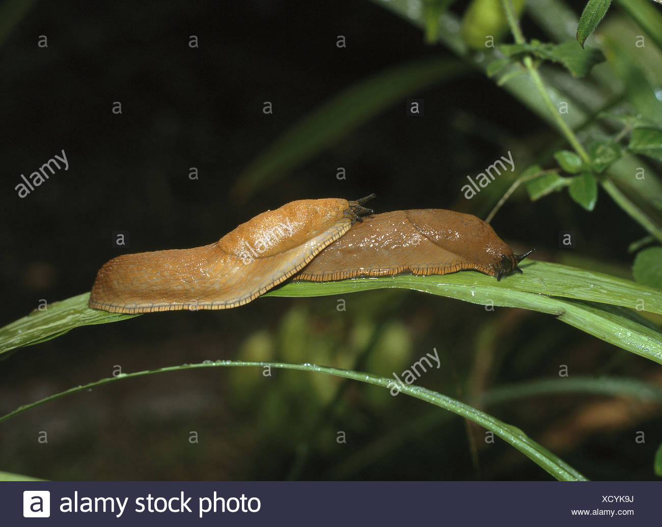 Lung Snails High Resolution Stock Photography and Images - Alamy