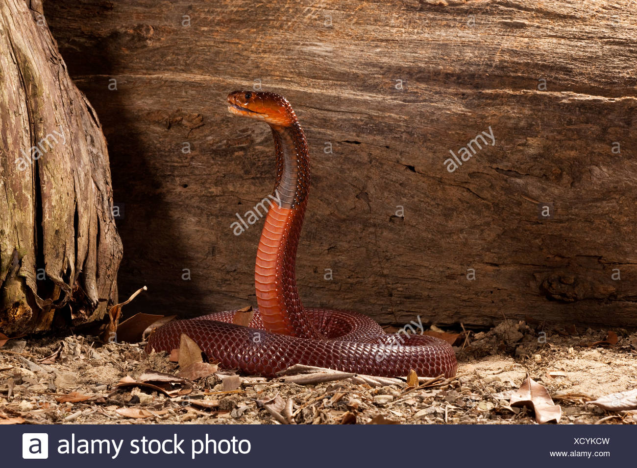 Red Cobra Snake High Resolution Stock Photography and Images - Alamy