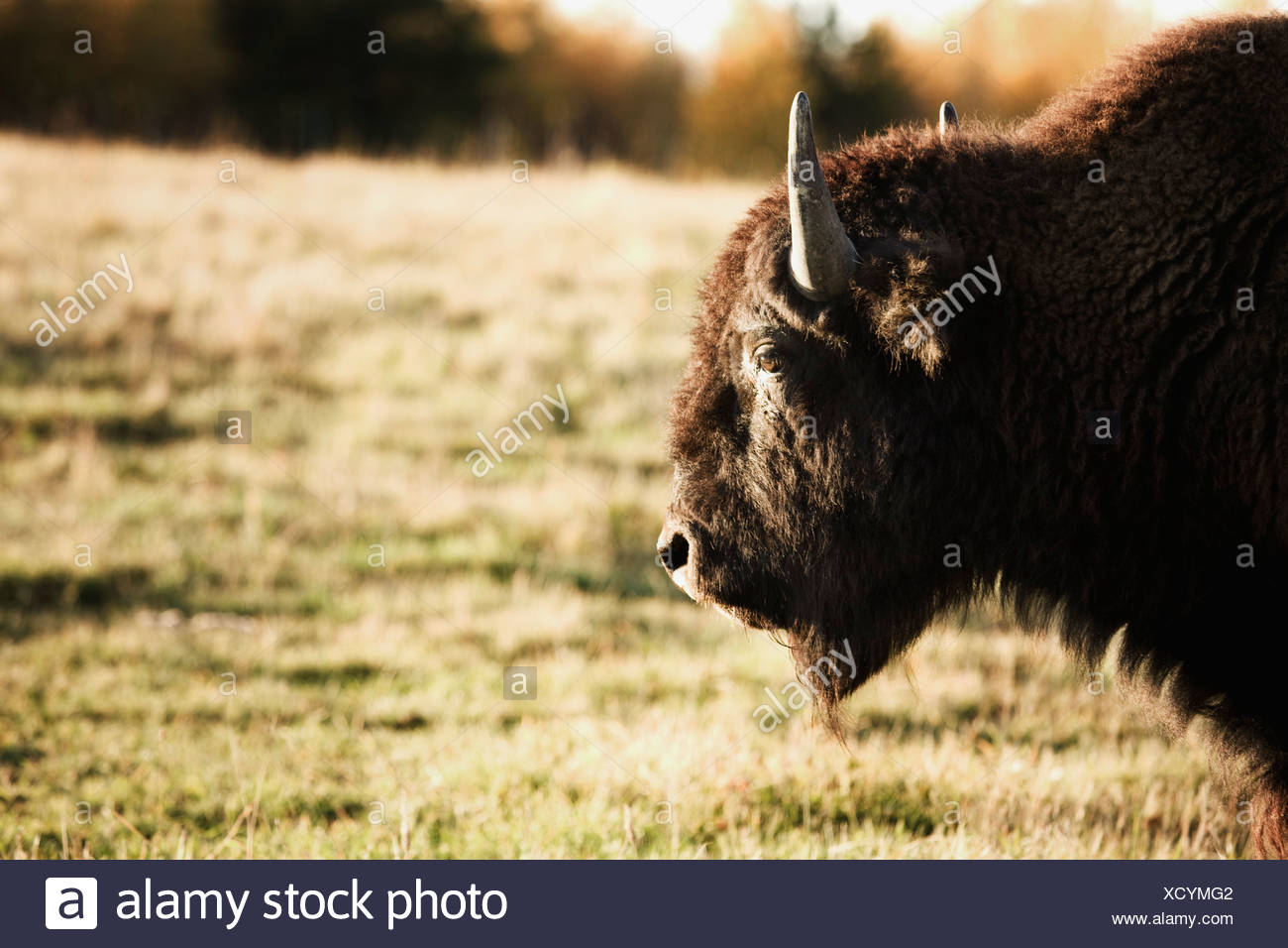 Buffalo With Horns High Resolution Stock Photography and Images - Alamy