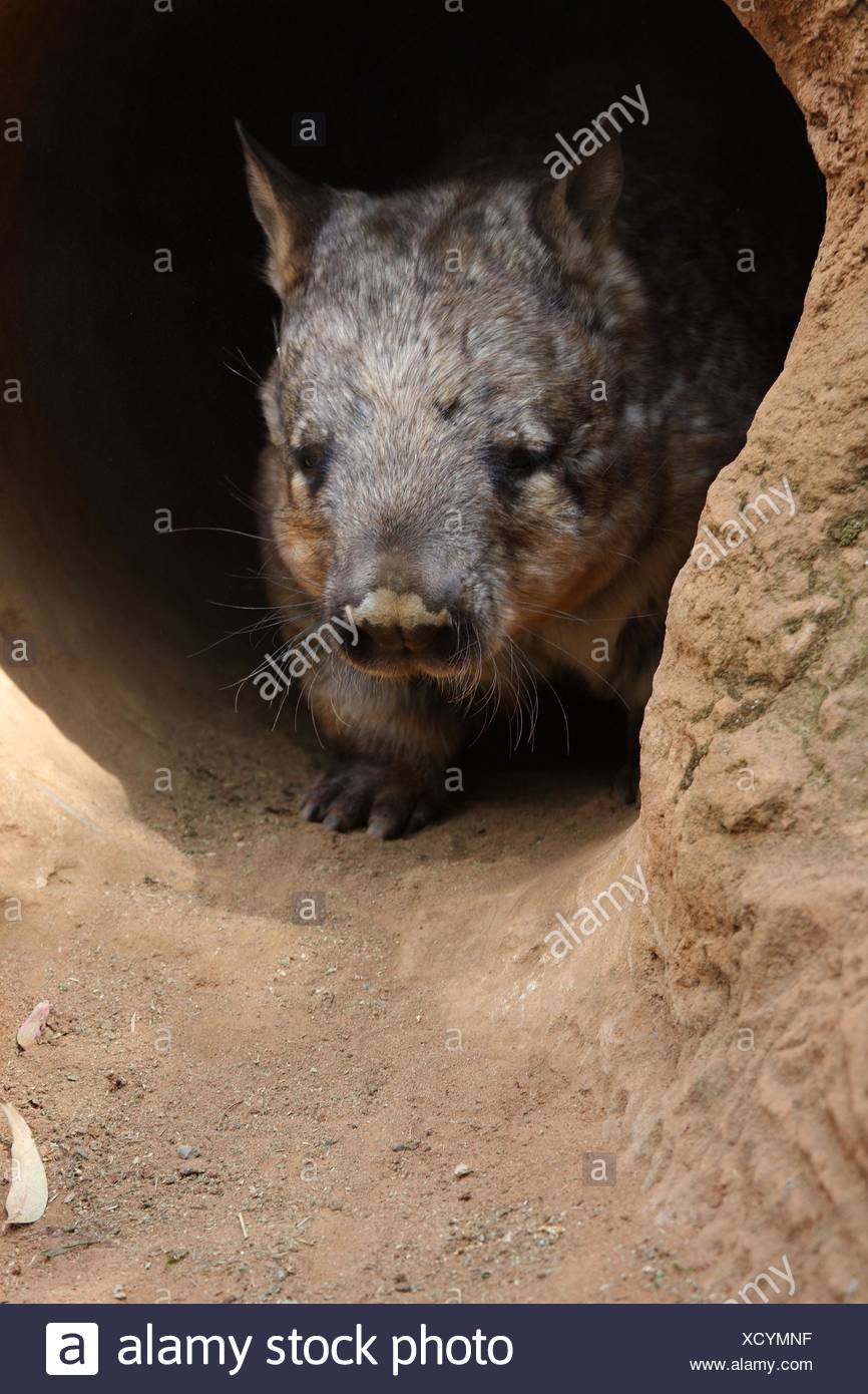 Wombat Hole High Resolution Stock Photography and Images - Alamy