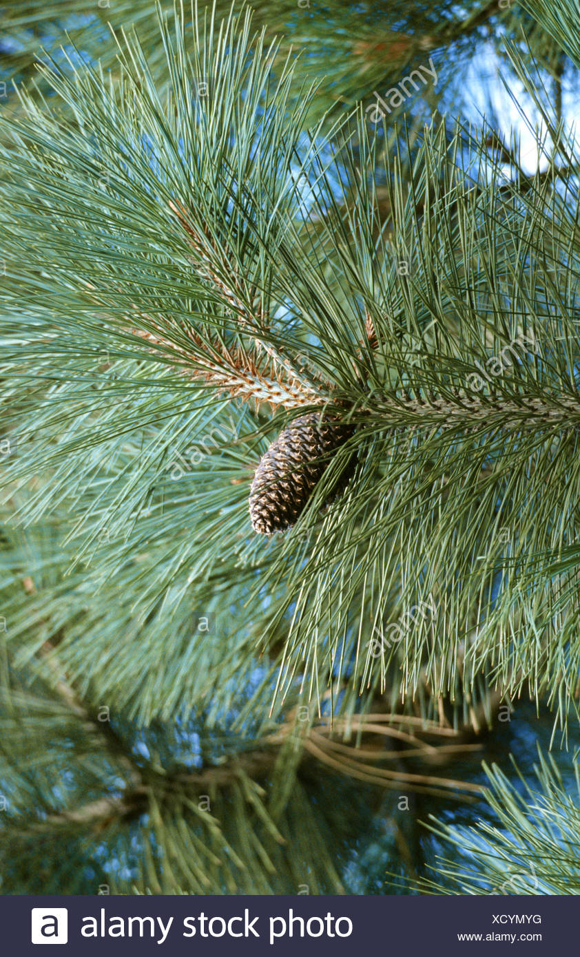 Jeffrey Pine High Resolution Stock Photography and Images - Alamy