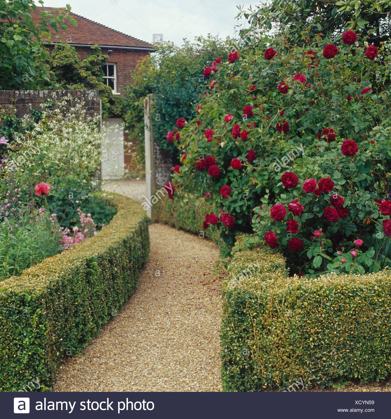 Box Hedge Rose High Resolution Stock Photography and Images - Alamy