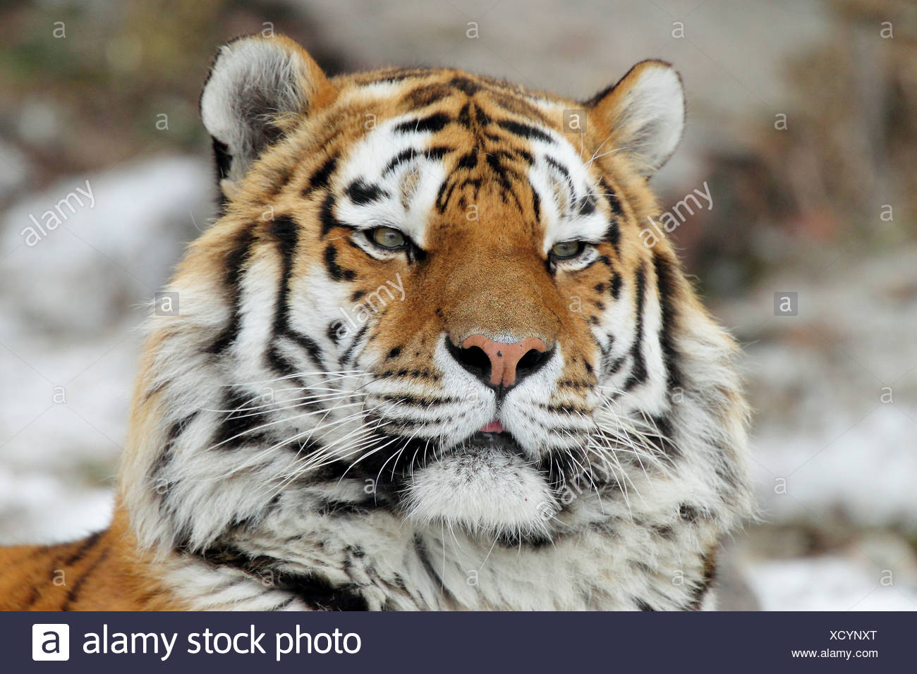 White Tiger Snow High Resolution Stock Photography and Images - Alamy