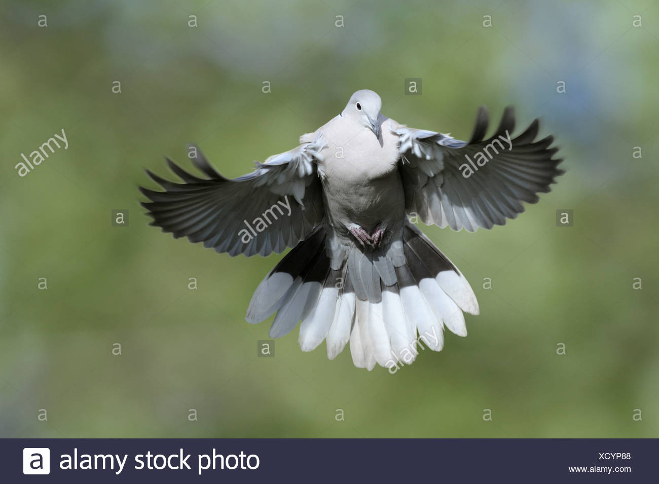 Dove Flapping Wings High Resolution Stock Photography and Images - Alamy