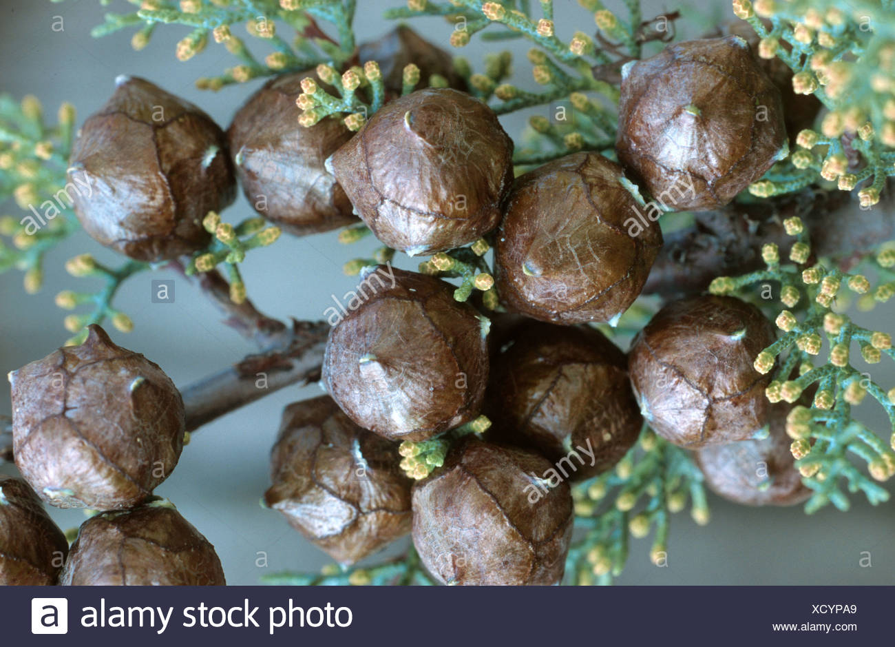 Arizona Cypress Cupressus Arizonica High Resolution Stock Photography ...