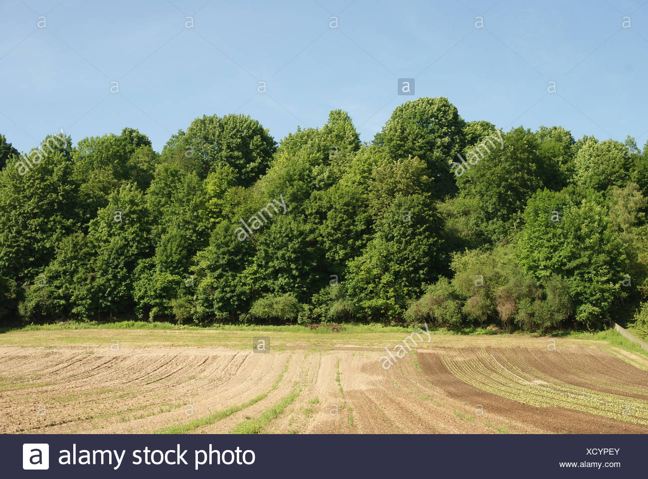 Mischwald Stock Photos & Mischwald Stock Images - Alamy