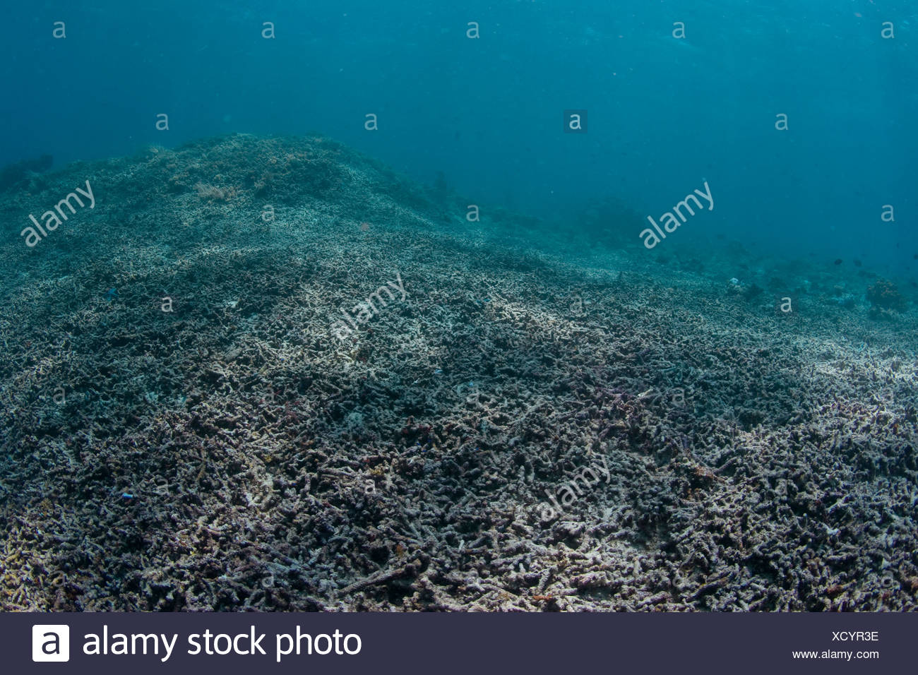 Coral Reef Destruction High Resolution Stock Photography and Images - Alamy