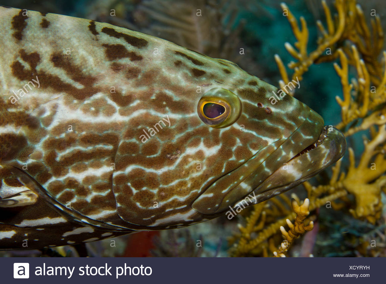 Black Grouper Fish High Resolution Stock Photography and Images - Alamy