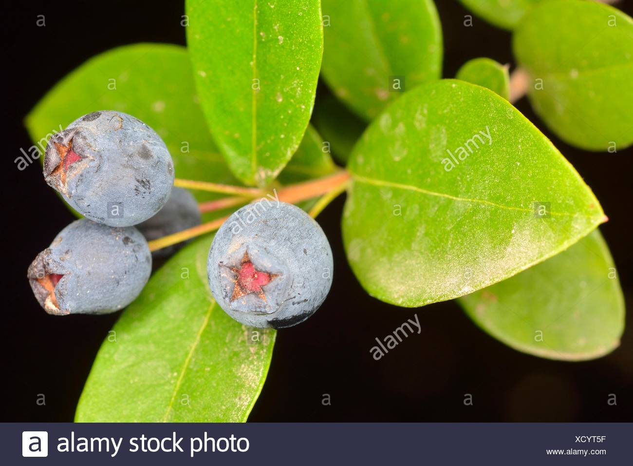 Myrtle Plant High Resolution Stock Photography and Images - Alamy