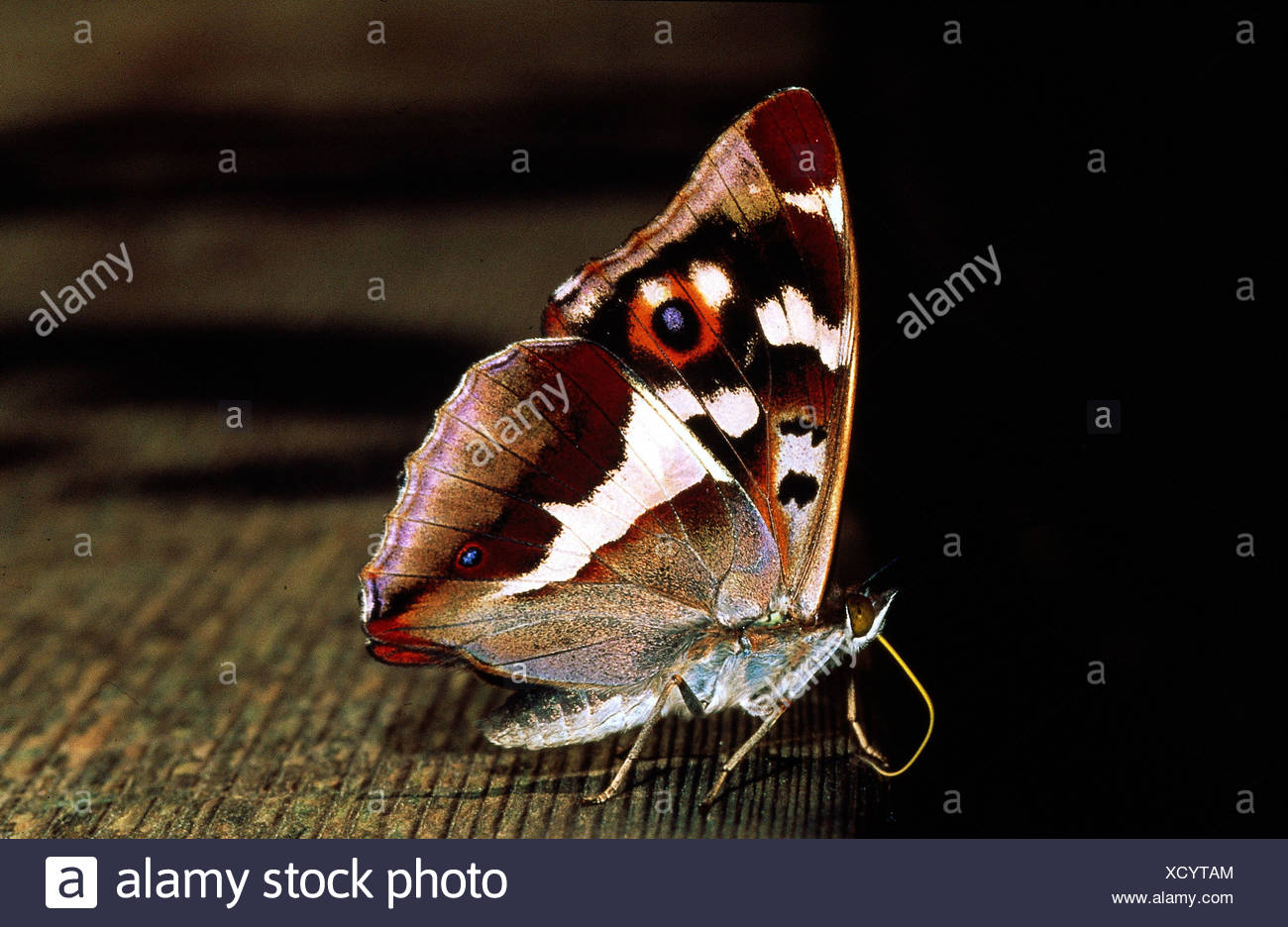 Insect Of Japan High Resolution Stock Photography and Images - Alamy