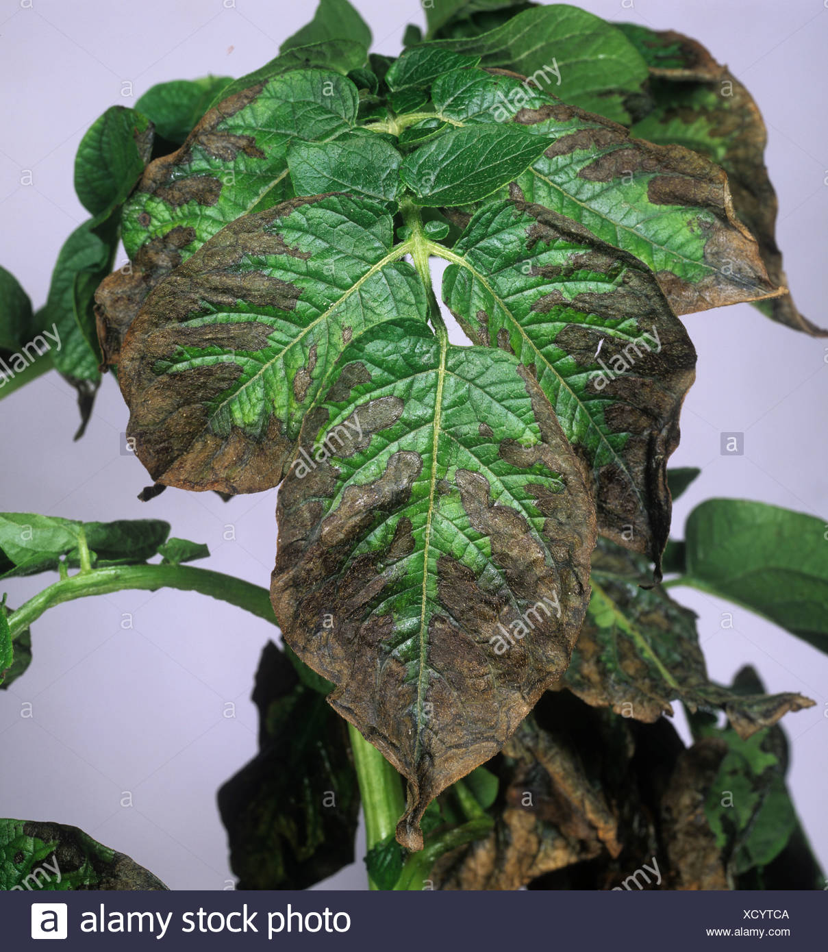 Necrosis High Resolution Stock Photography and Images - Alamy