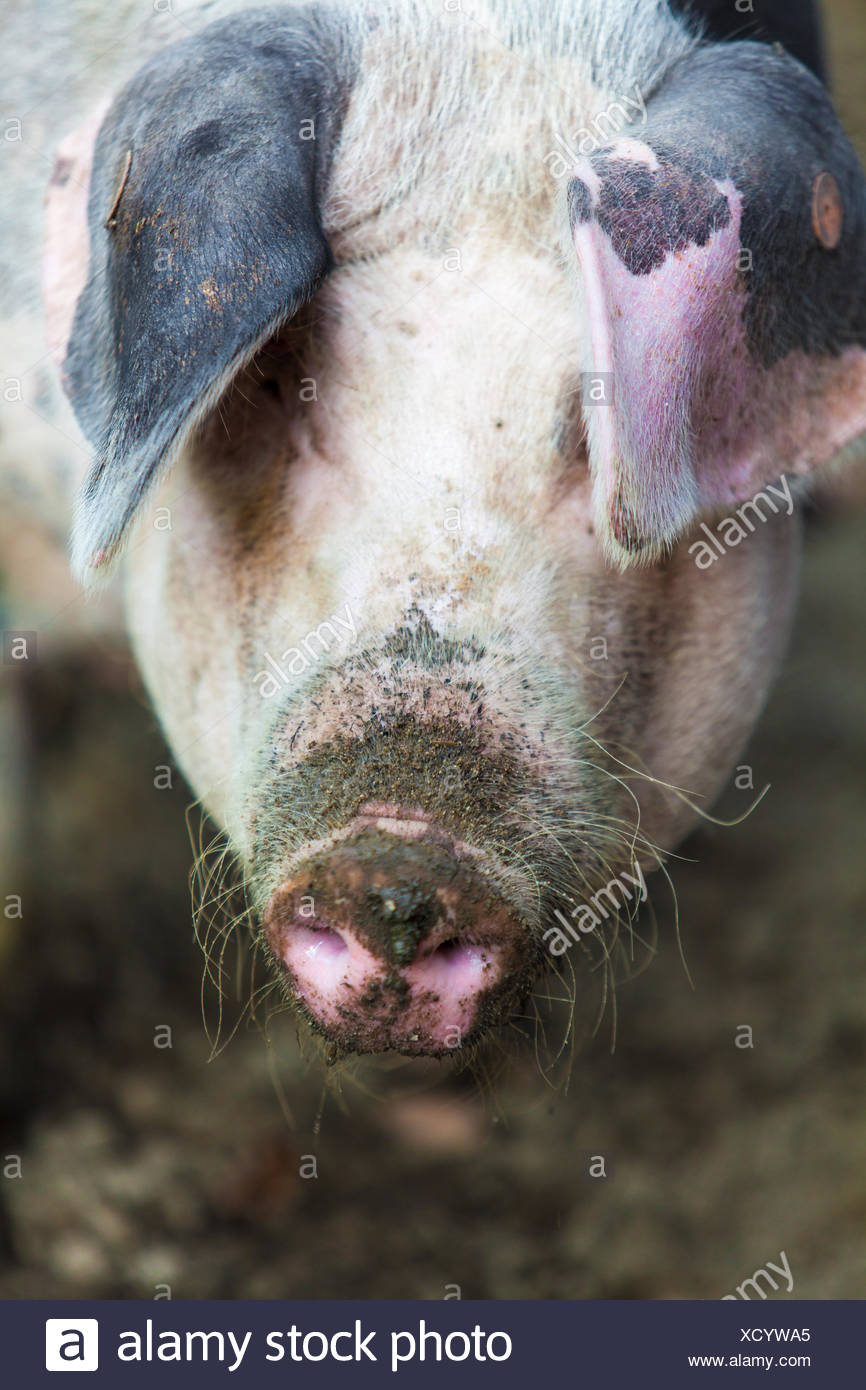 Big Pig High Resolution Stock Photography and Images - Alamy