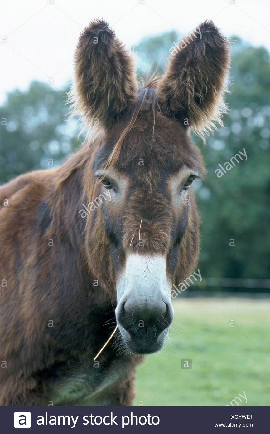 Long Haired Donkey High Resolution Stock Photography and Images - Alamy