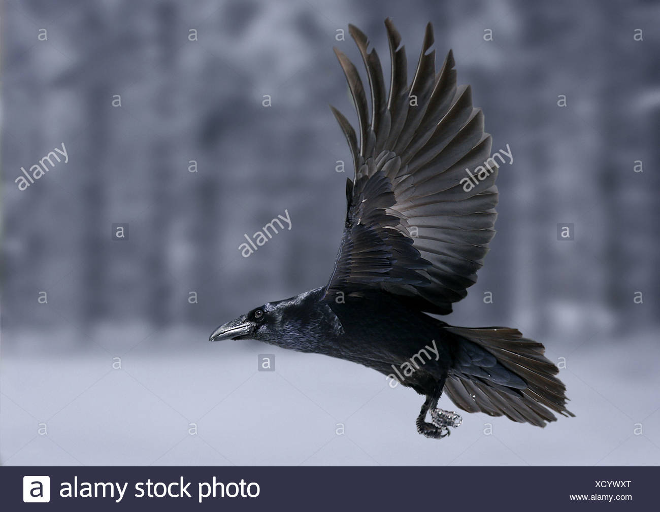 Common Ravens Flying Bird Birds High Resolution Stock Photography and ...