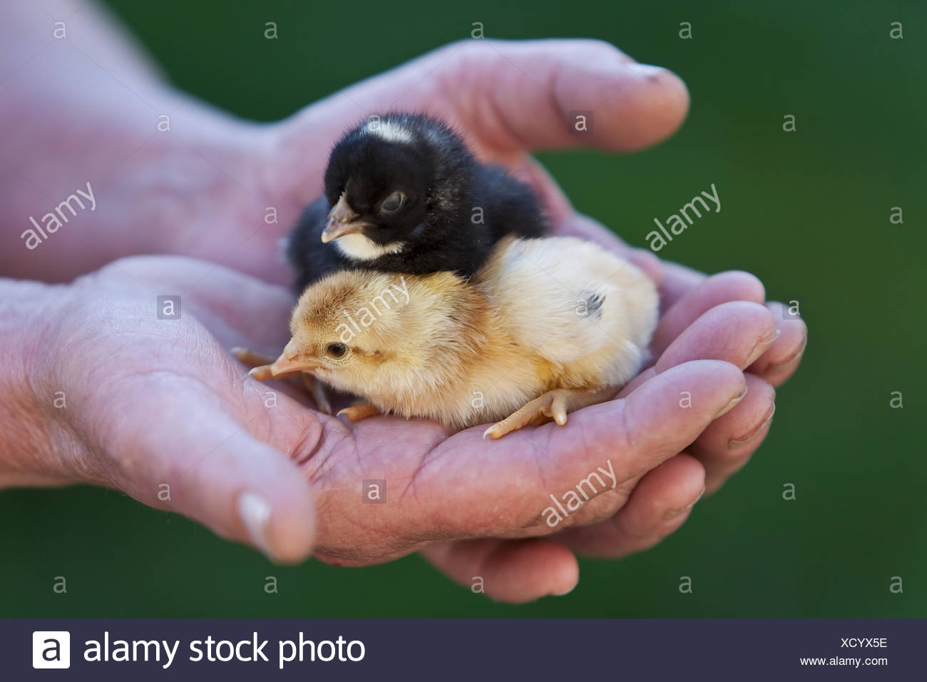 Hand Animals High Resolution Stock Photography and Images - Alamy