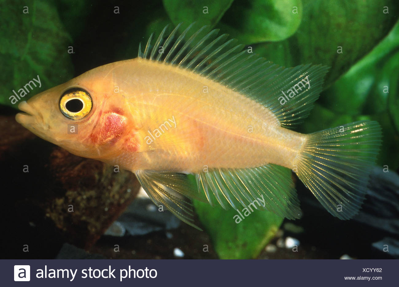 Midas Cichlid High Resolution Stock Photography and Images - Alamy