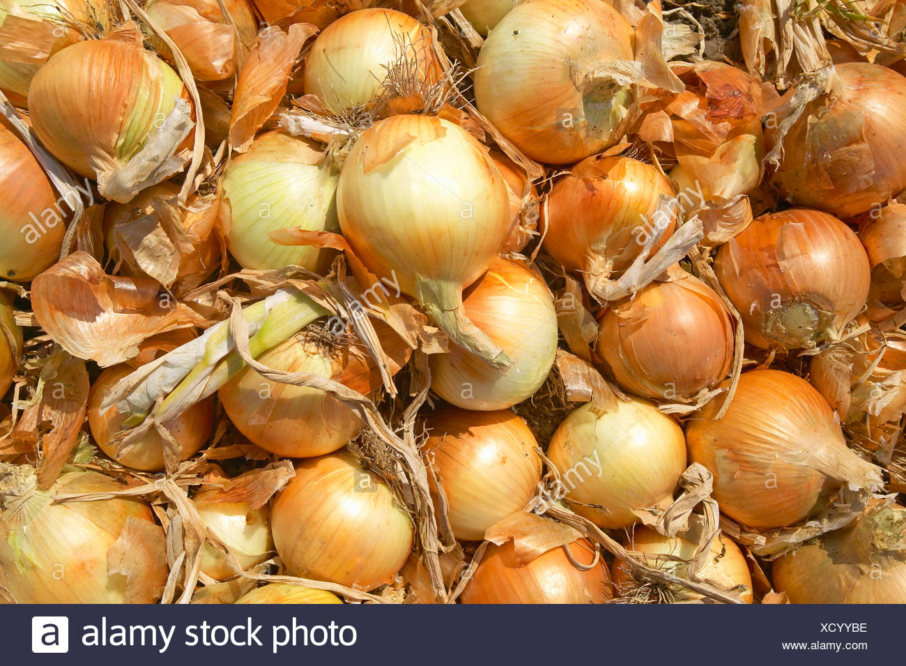 Growing Giant Onions High Resolution Stock Photography and Images - Alamy