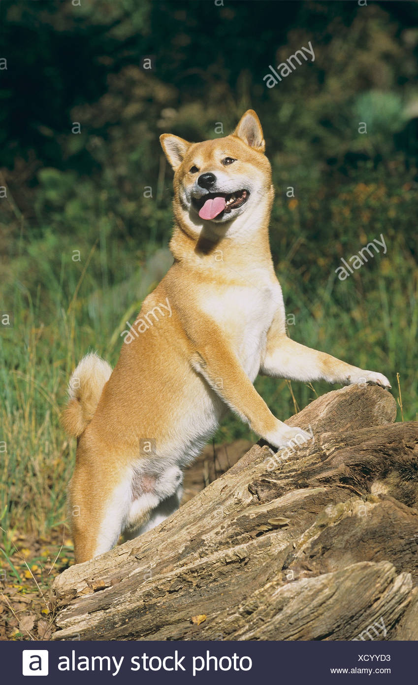 Shibaken High Resolution Stock Photography and Images - Alamy