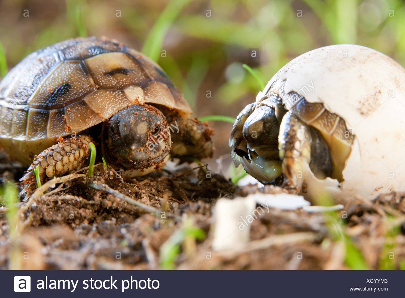 Two Hatches High Resolution Stock Photography and Images - Alamy