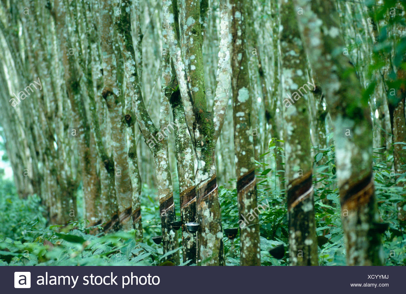 Brazilian Rubber Tree Hevea High Resolution Stock Photography and ...