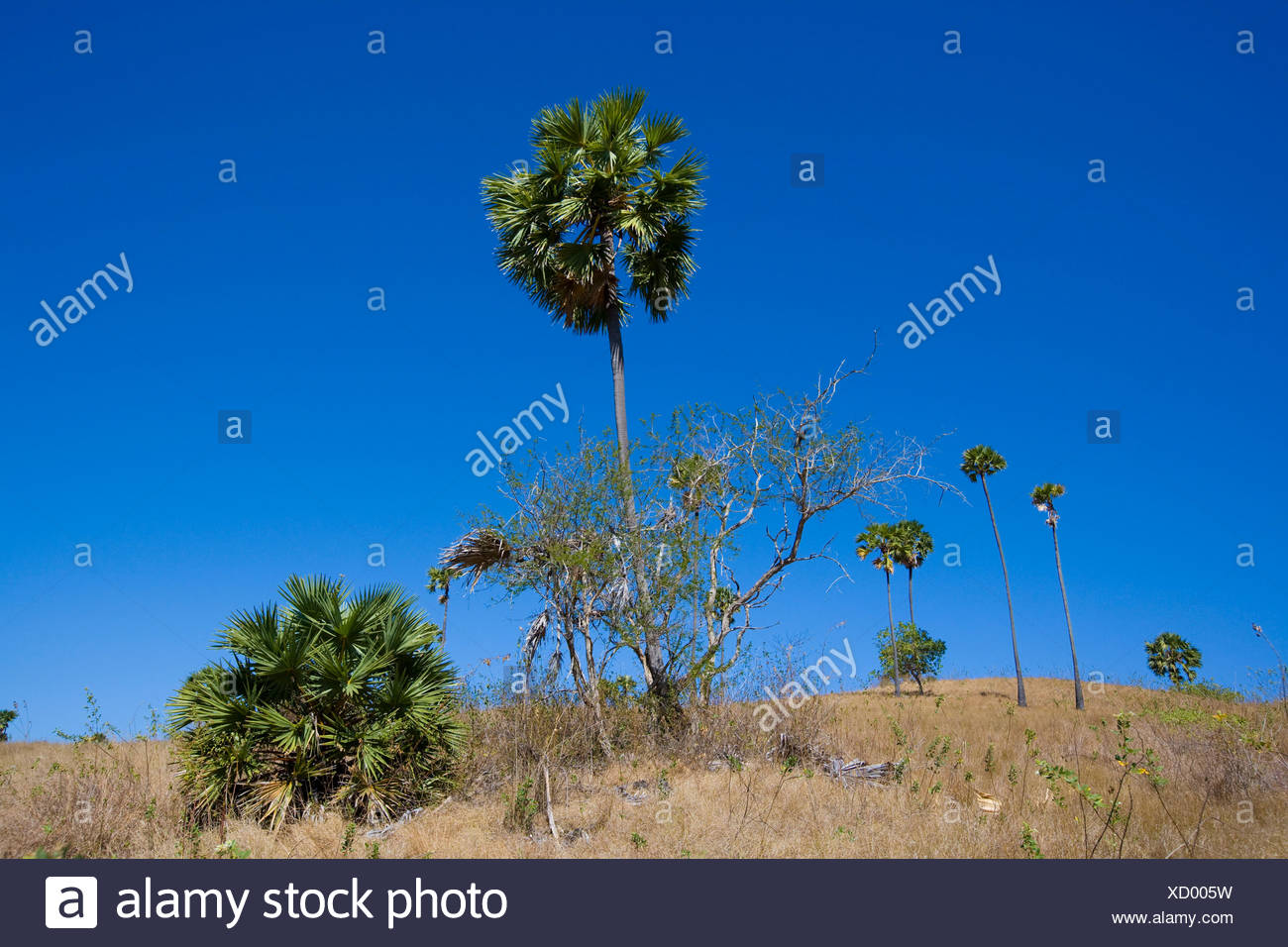 Asian Palmyra Palm Tree High Resolution Stock Photography and Images ...
