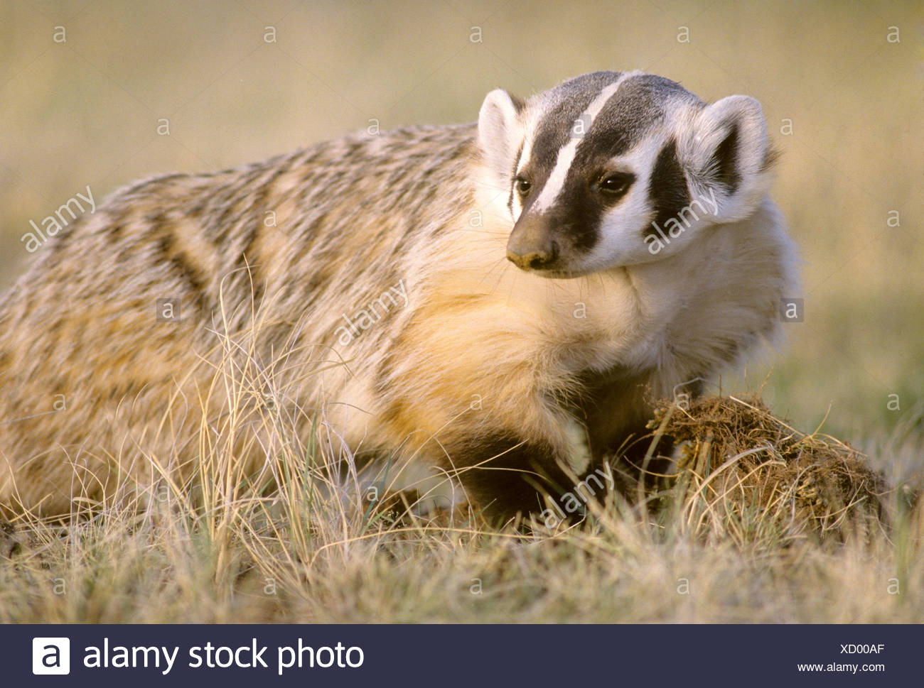 Badger Digging Stock Photos & Badger Digging Stock Images - Alamy