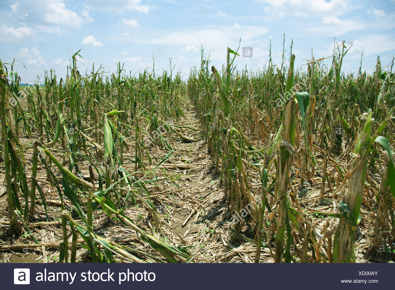Farm Storm Damage High Resolution Stock Photography and Images - Alamy