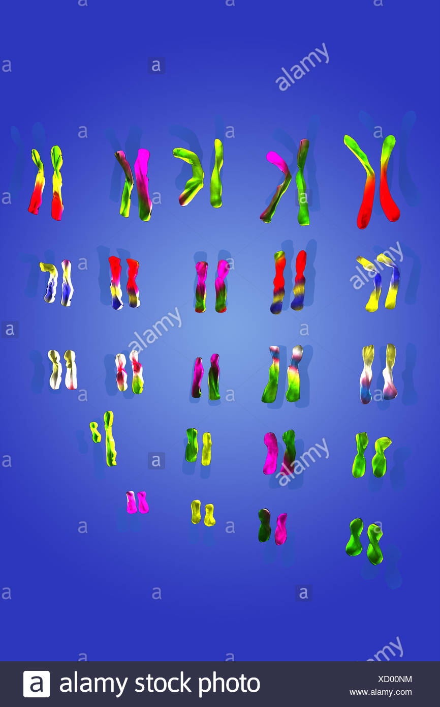 Male Karyotype Chromosomes High Resolution Stock Photography and Images ...
