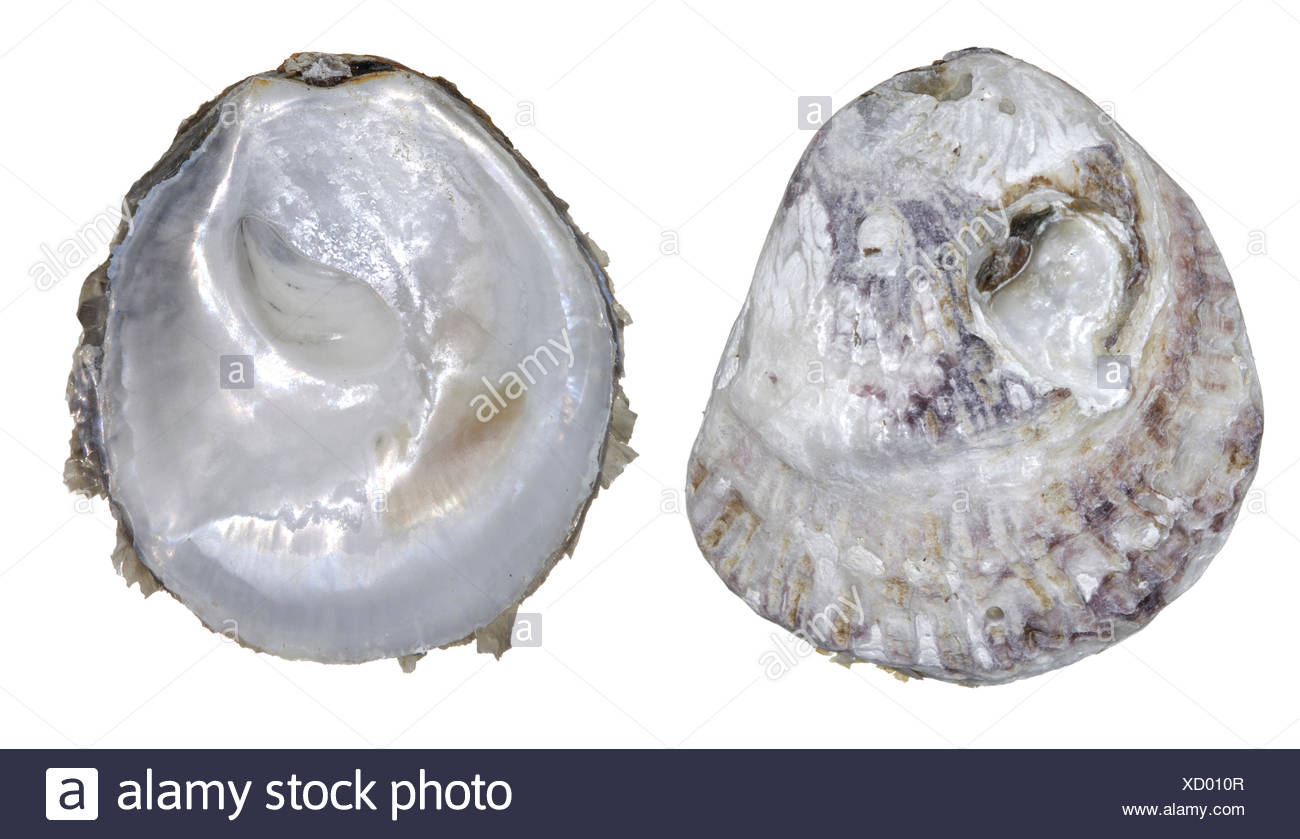 Ostrea Edulis High Resolution Stock Photography and Images - Alamy