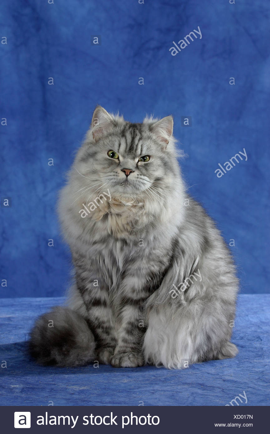 Perserkatze Stock Photos & Perserkatze Stock Images - Alamy