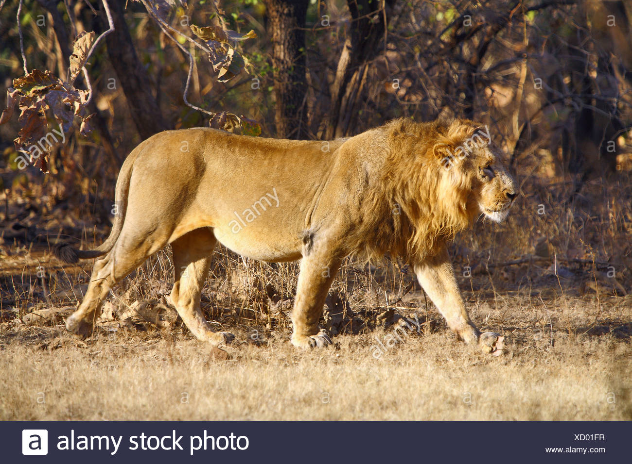 Asiatic Lion High Resolution Stock Photography and Images - Alamy