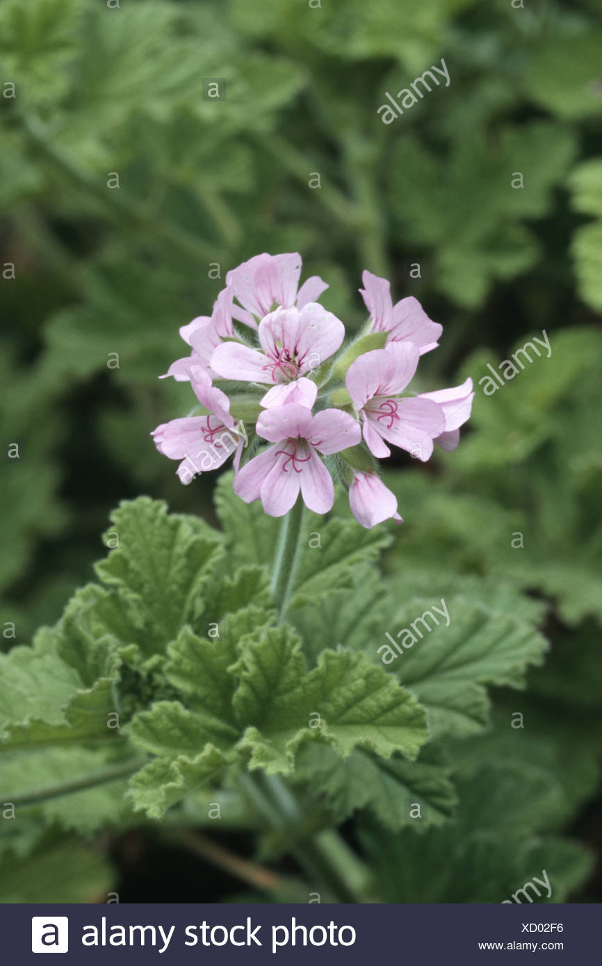 Apple Geranium High Resolution Stock Photography and Images - Alamy