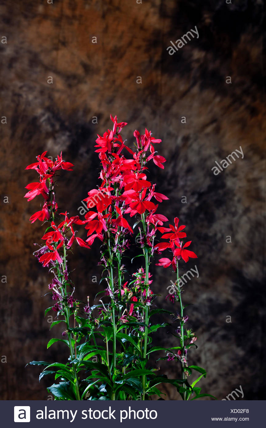 Lobelias High Resolution Stock Photography and Images - Alamy