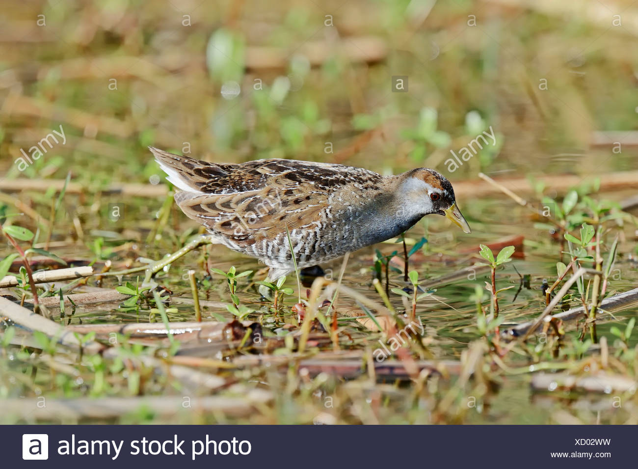 Sora Rails High Resolution Stock Photography and Images - Alamy