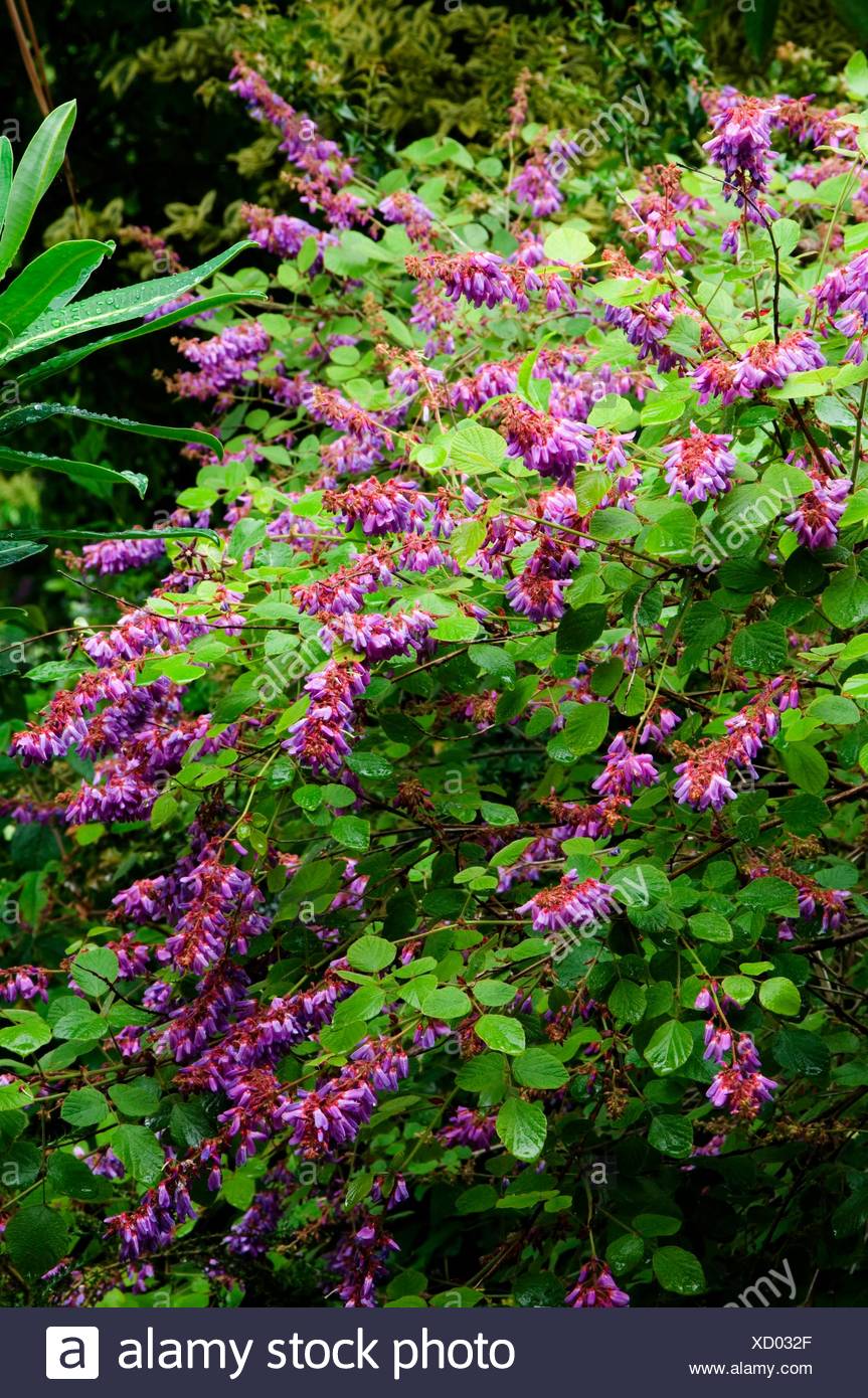 Desmodium High Resolution Stock Photography and Images - Alamy