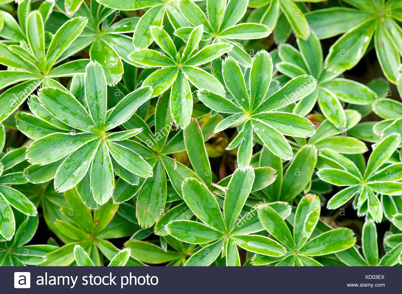 Sideritis Scardica Stock Photos & Sideritis Scardica Stock Images - Alamy