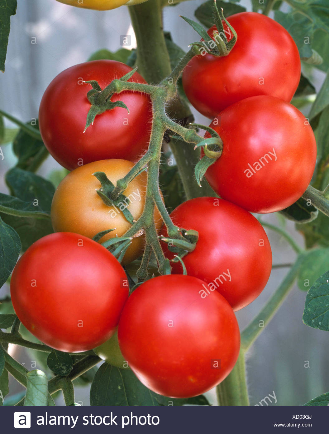 Moneymaker High Resolution Stock Photography and Images - Alamy