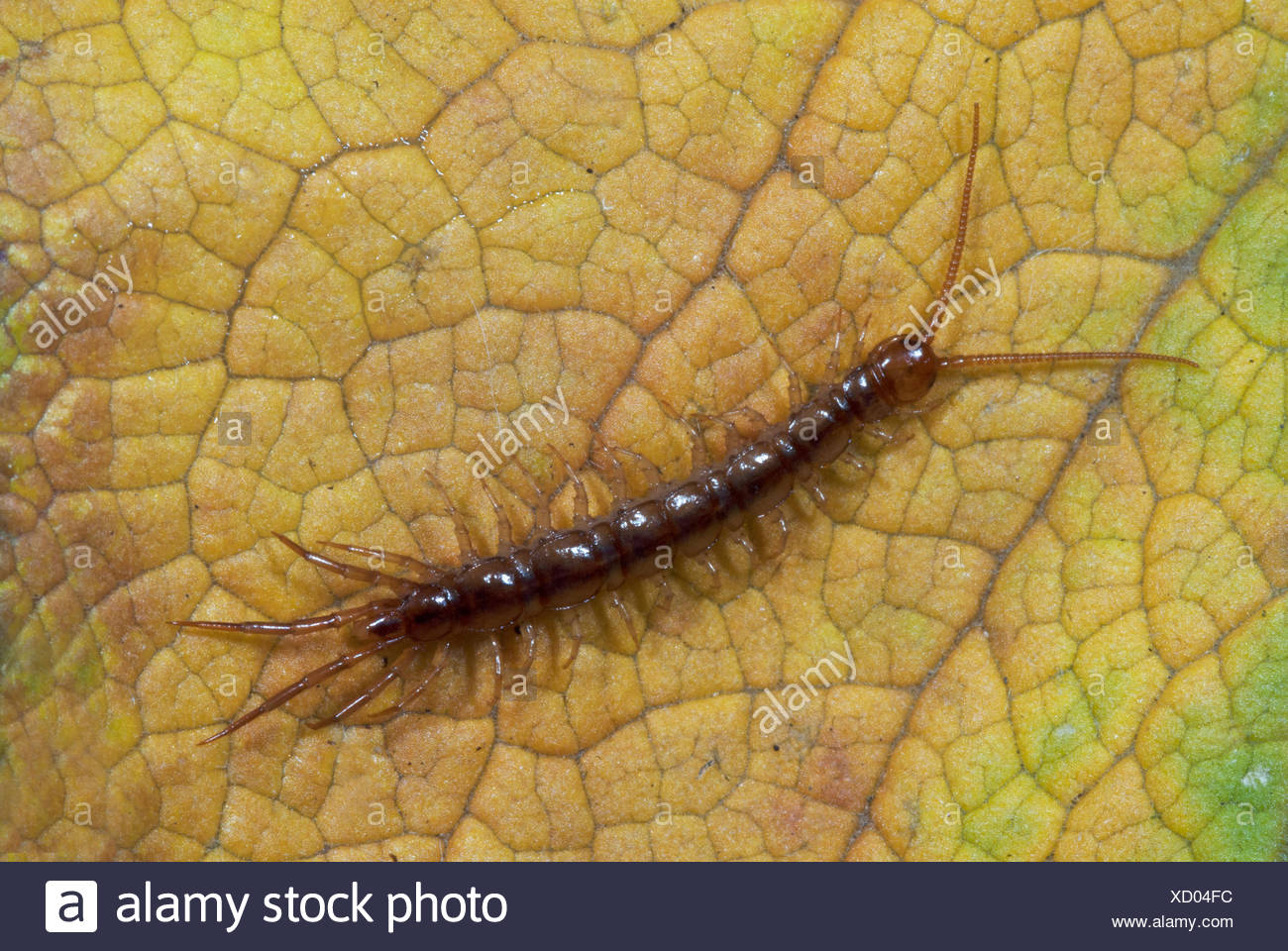 British Centipede High Resolution Stock Photography and Images - Alamy