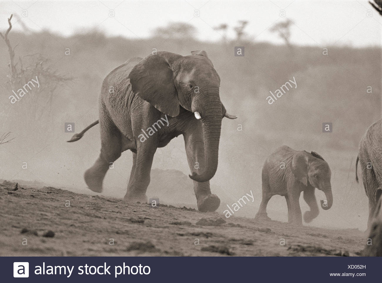 Caring Elephant High Resolution Stock Photography and Images - Alamy