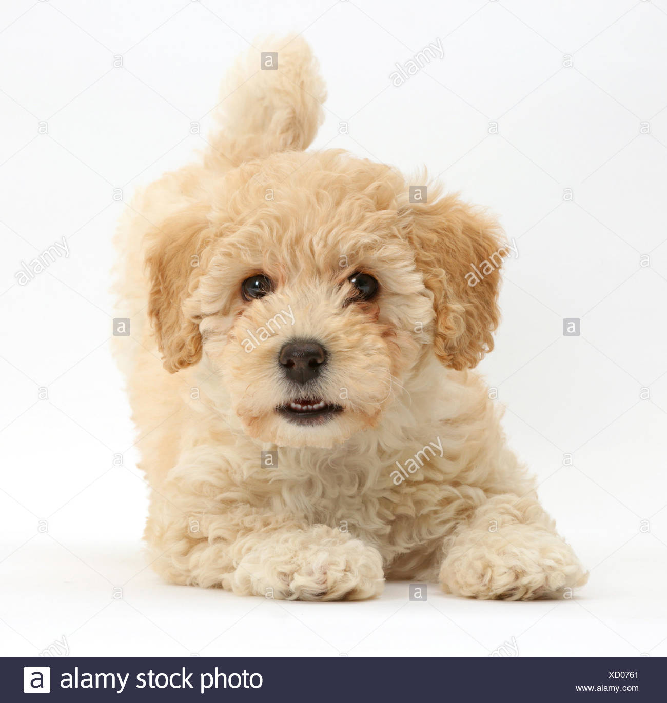 Bichon Poodle High Resolution Stock Photography and Images - Alamy