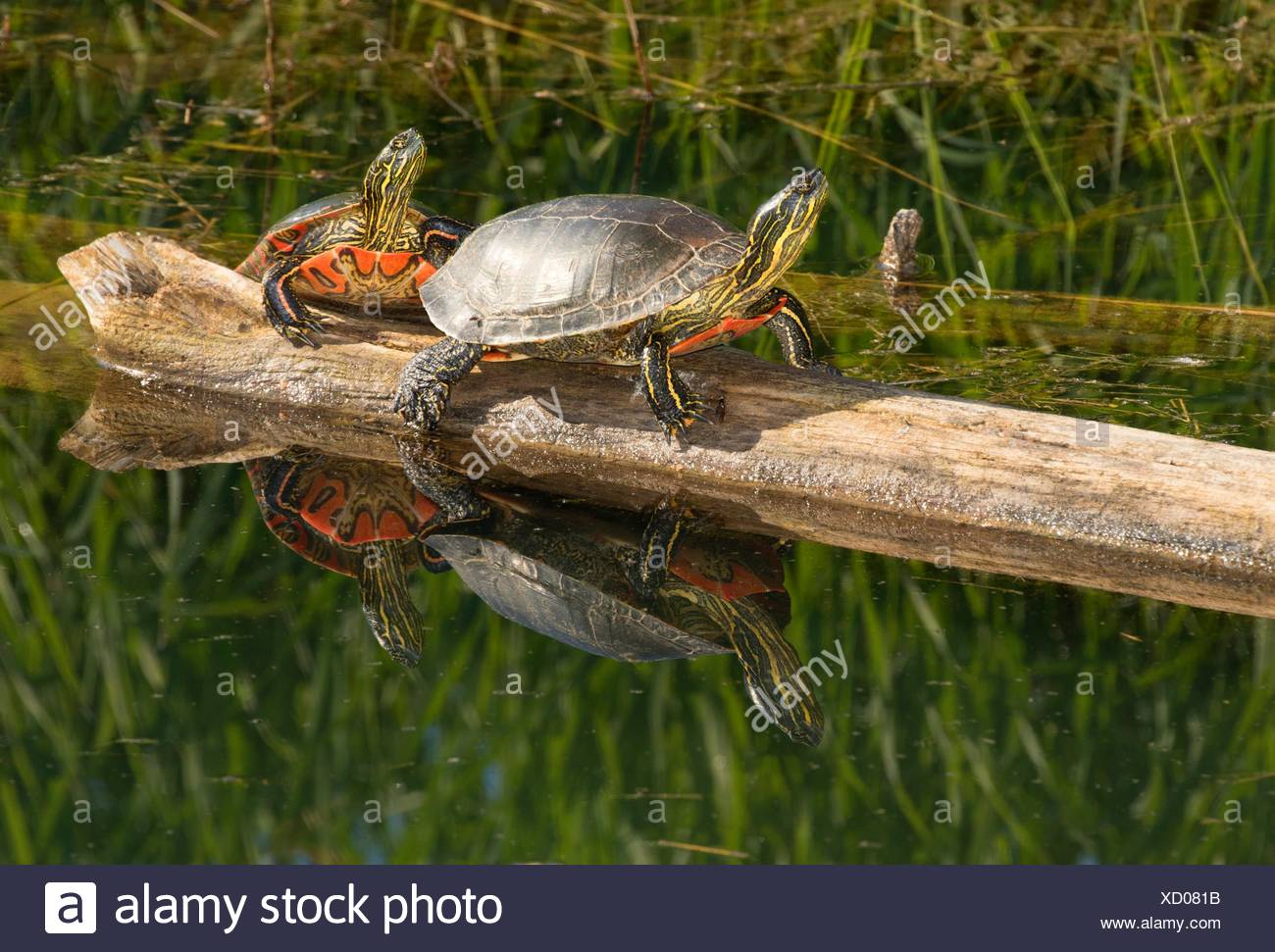 Painted Turtle Image High Resolution Stock Photography and Images - Alamy