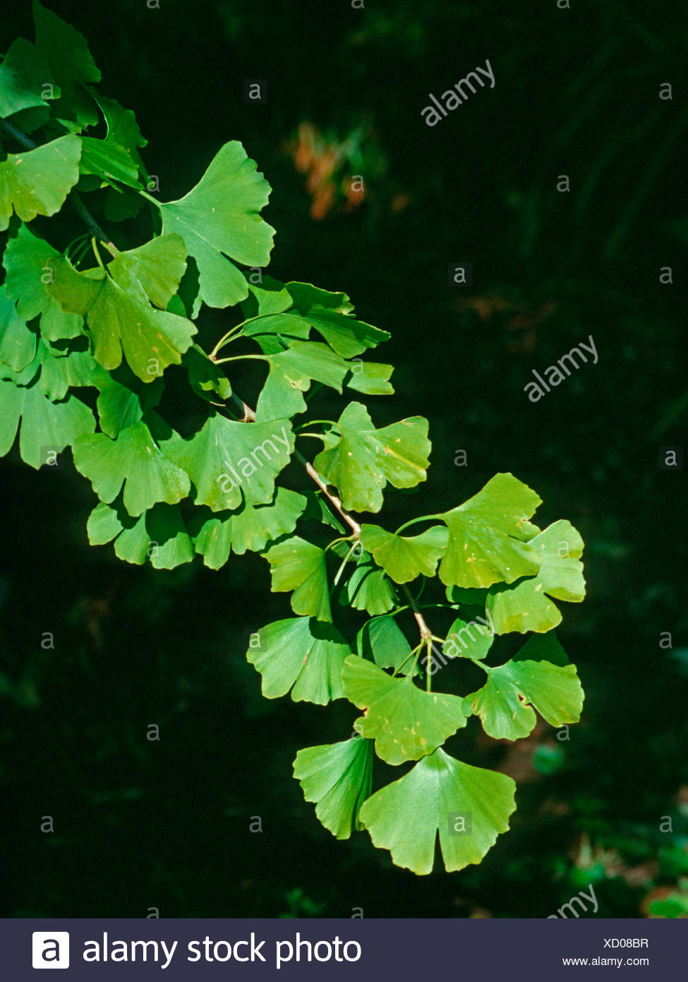 Gingkoes High Resolution Stock Photography and Images - Alamy