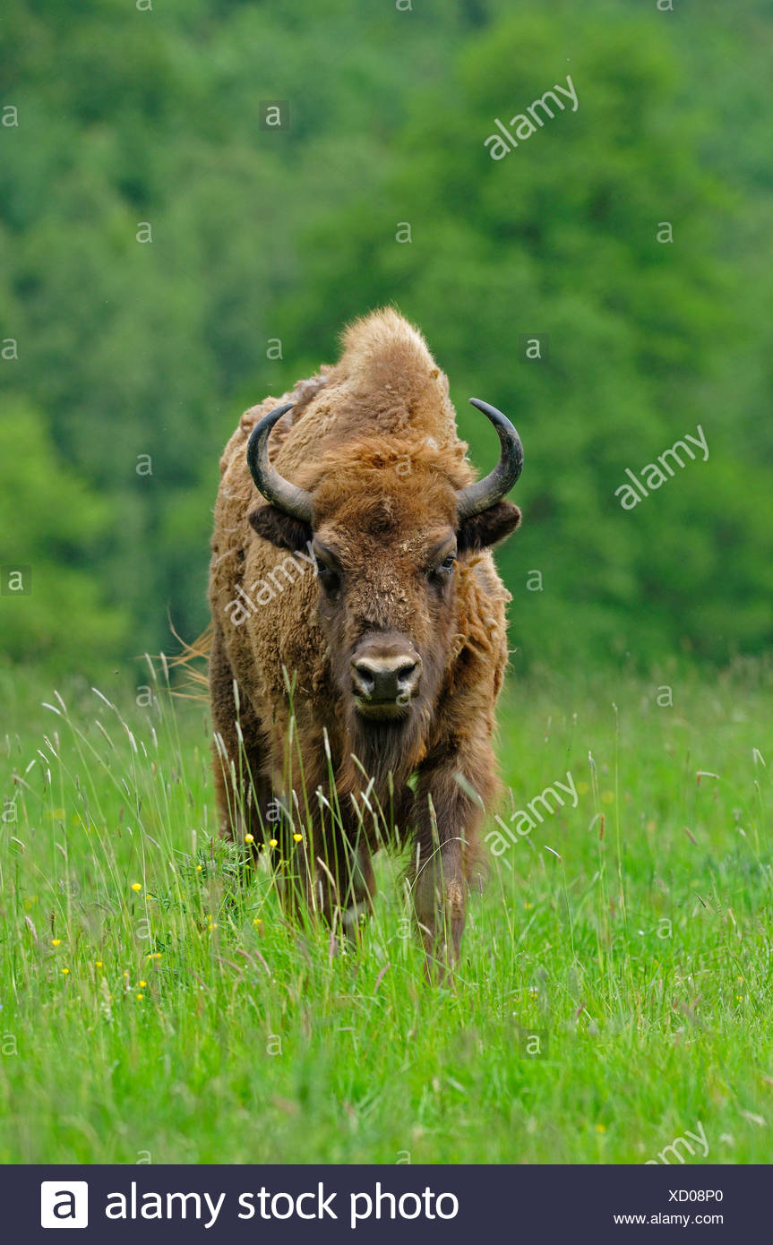 Wisent Bison Grass Stock Photos & Wisent Bison Grass Stock Images - Alamy