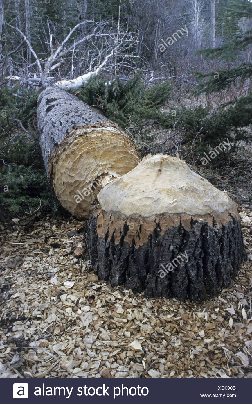 Beaver Felling Tree Stock Photos & Beaver Felling Tree Stock Images - Alamy