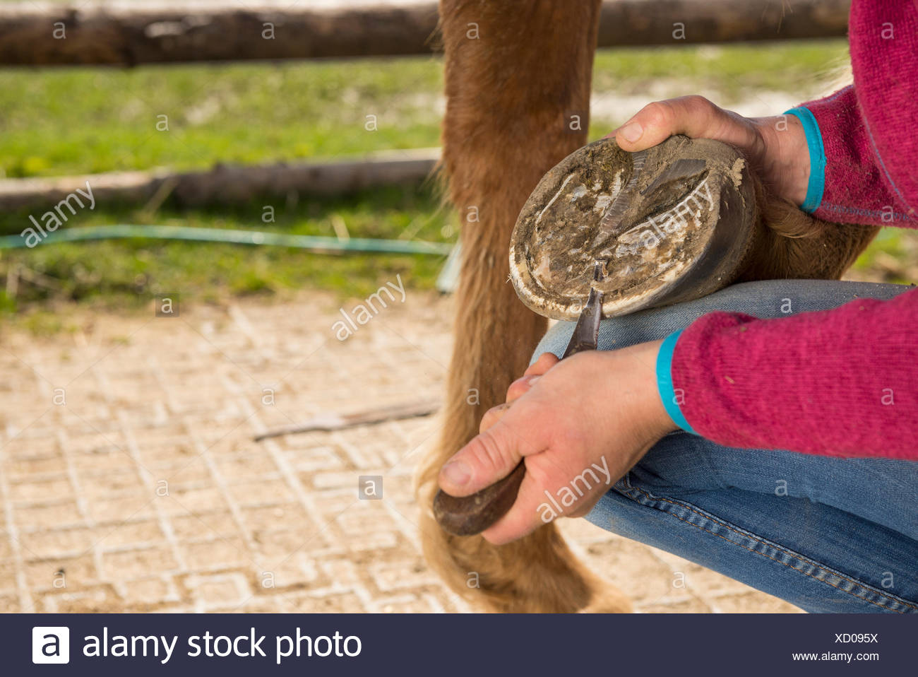 Scraping Hoof High Resolution Stock Photography and Images - Alamy
